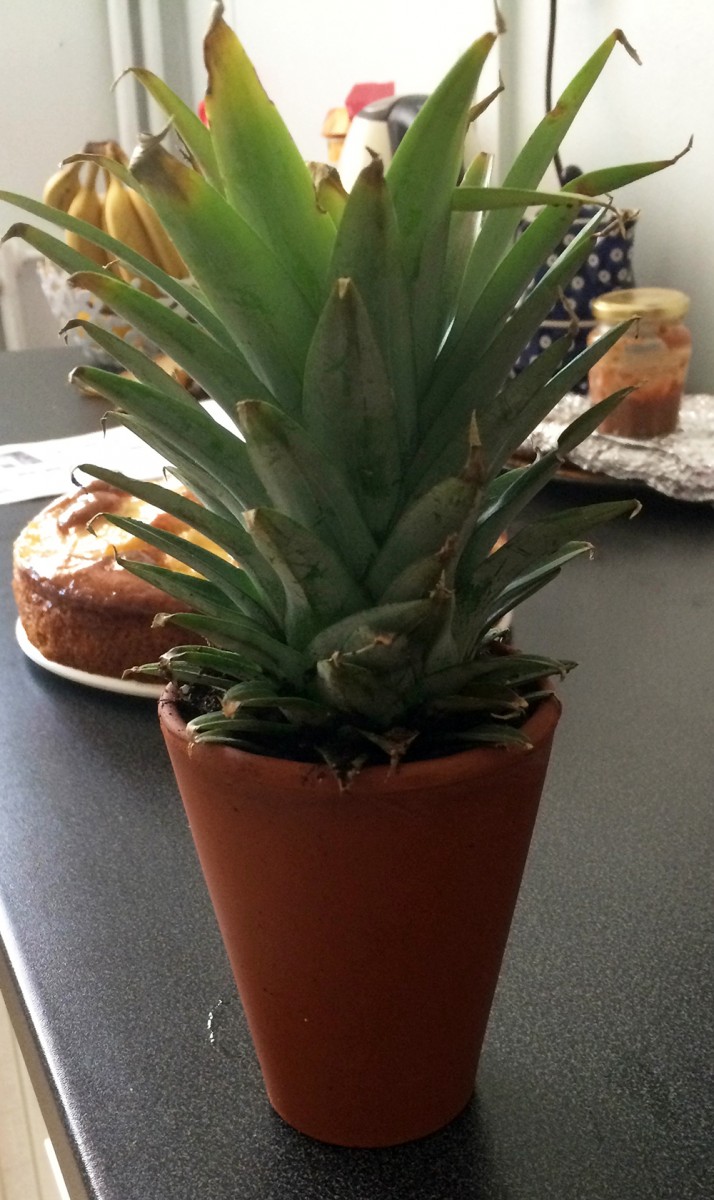 Rêve de gourmandises » Moelleux Banane Ananas